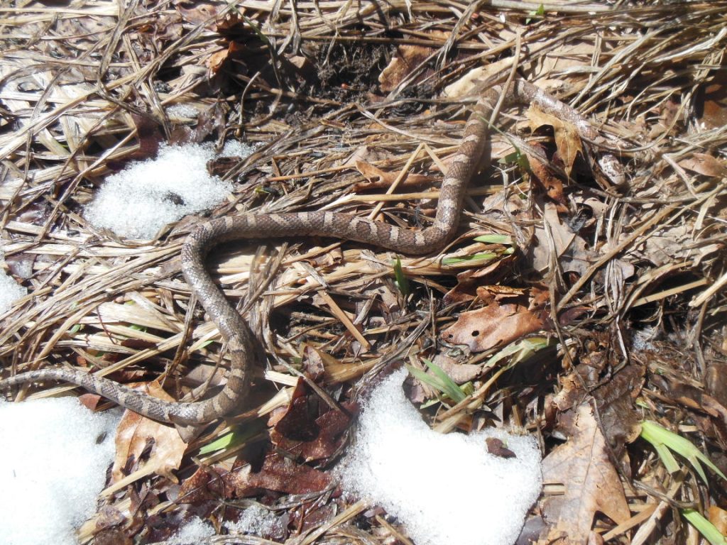 Snake in the snow - Herald-Standard
